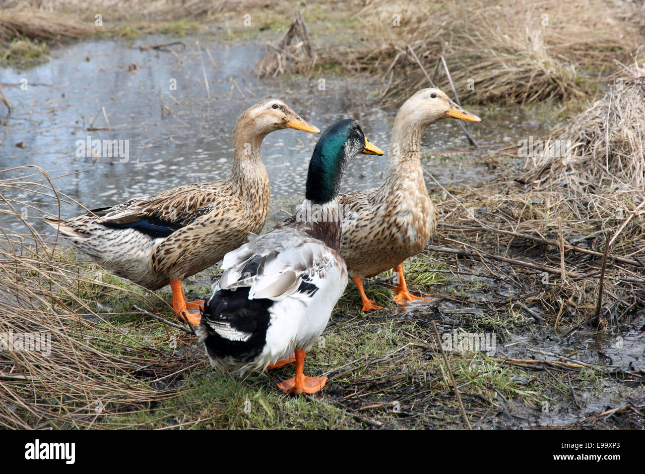 Three beautiful ducks Stock Photo - Alamy