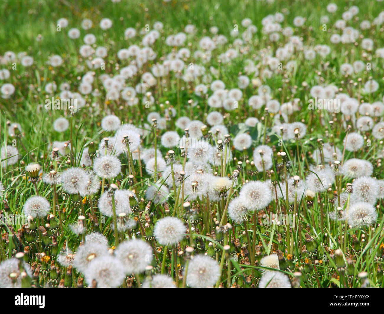 Summer field of dandelions flowers Stock Photo - Alamy