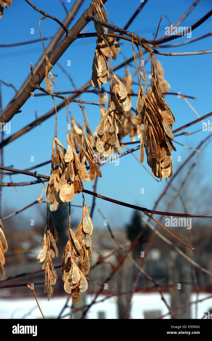 Fall bush seeds hi-res stock photography and images - Alamy