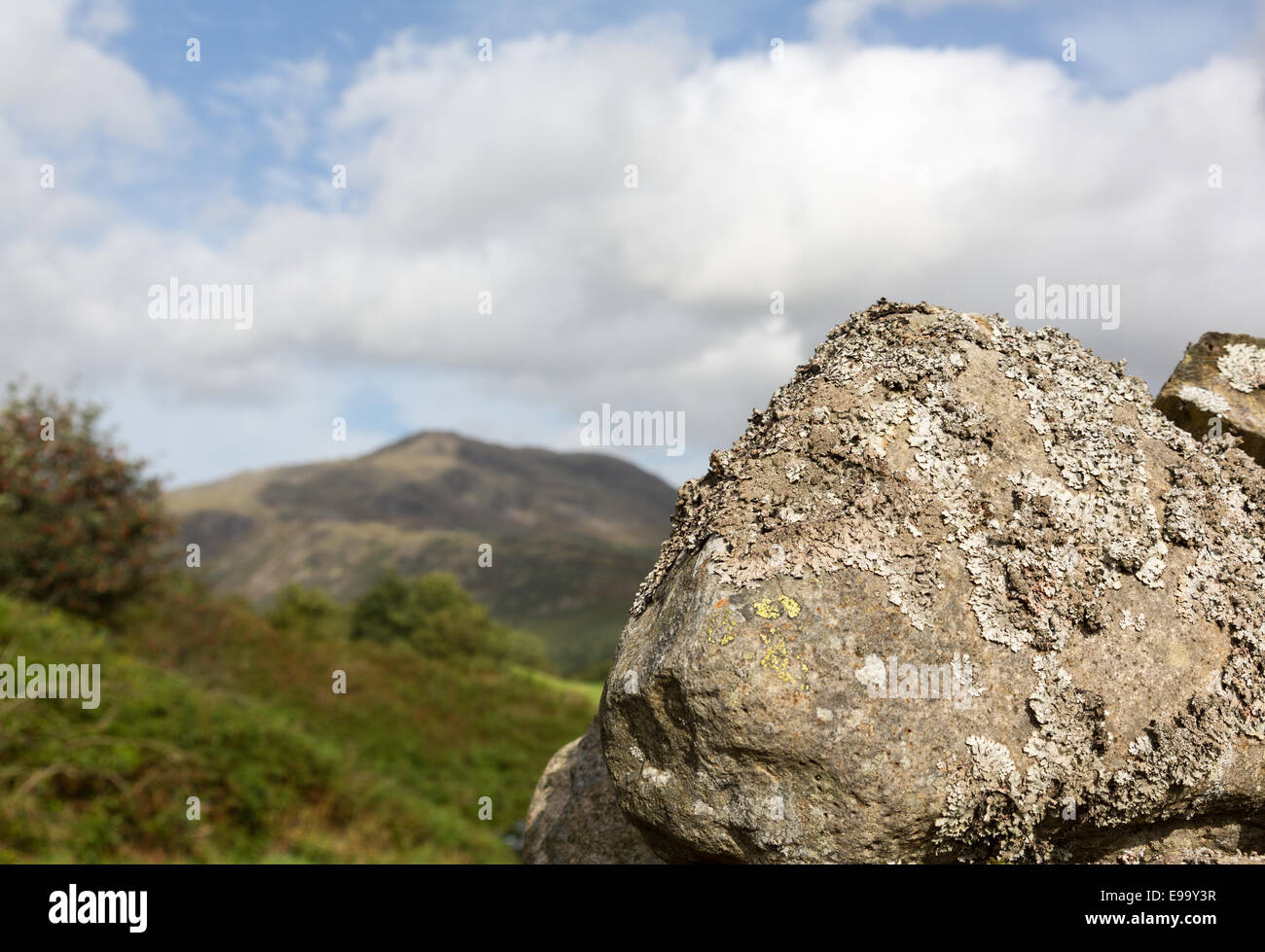 Covered in moss lichen hi-res stock photography and images - Alamy