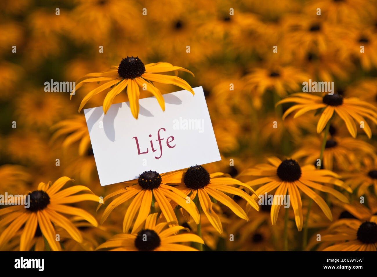 The word Life on paper in nature Stock Photo - Alamy