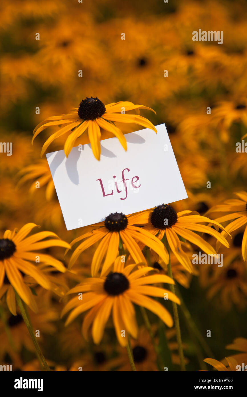 The word Life on paper in nature Stock Photo - Alamy