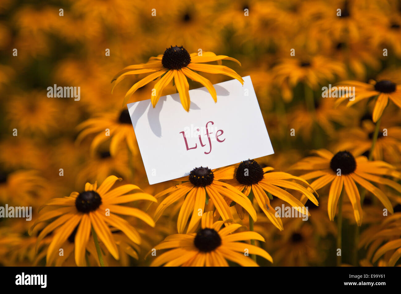 The word Life on paper in nature Stock Photo - Alamy