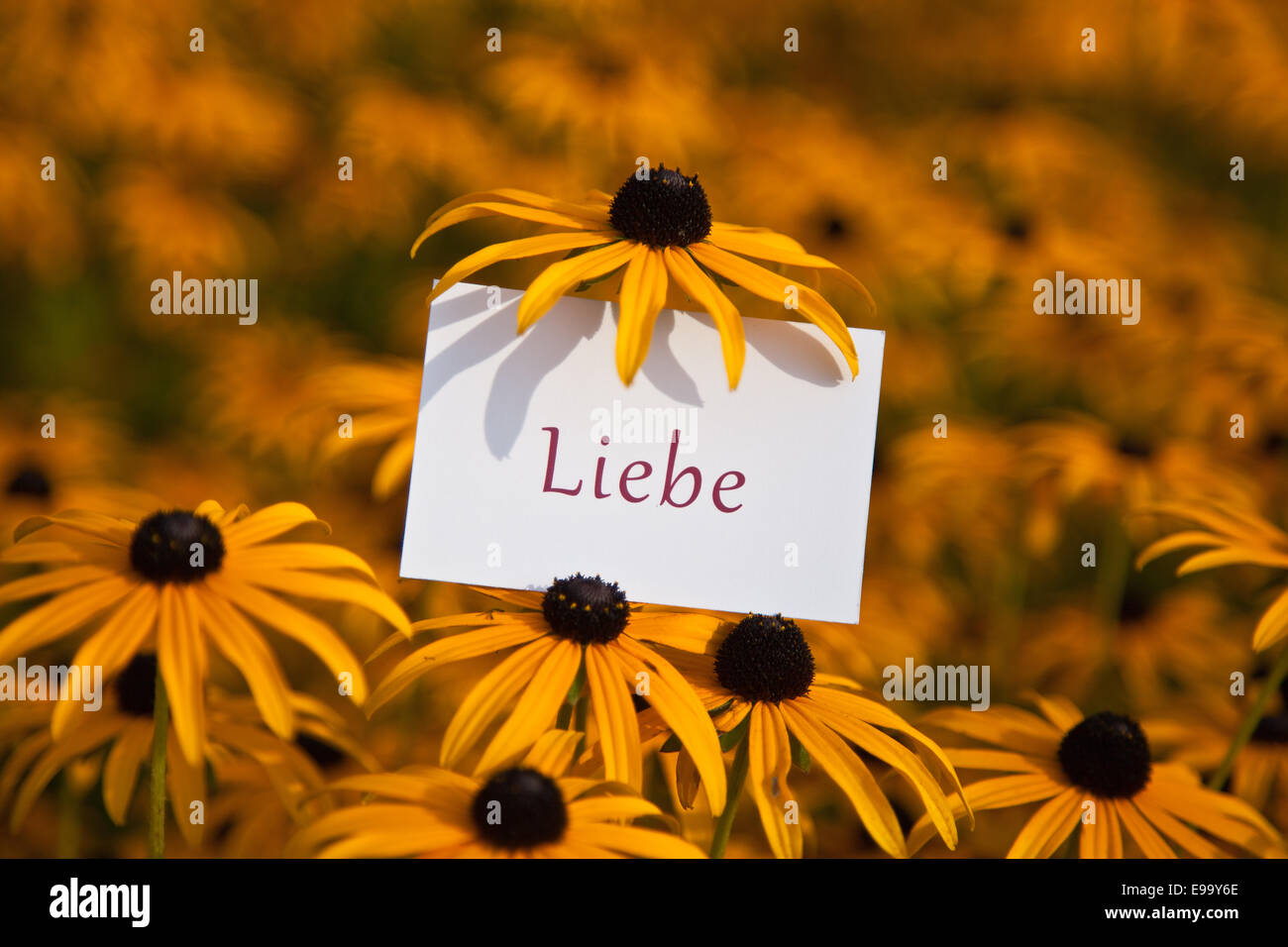 The word Liebe on paper in nature Stock Photo - Alamy
