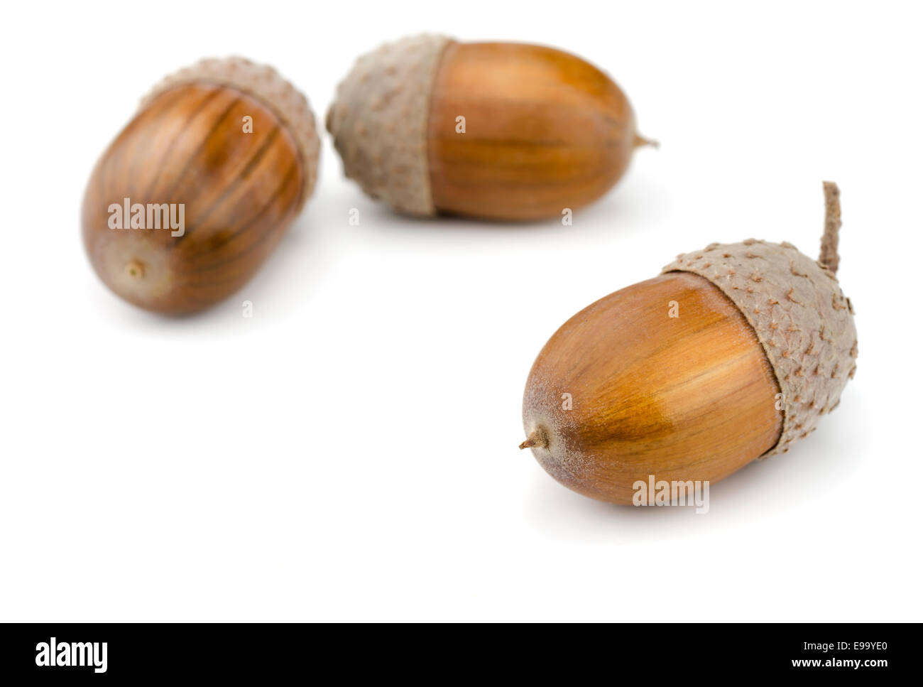 Plant acorns hi-res stock photography and images - Alamy