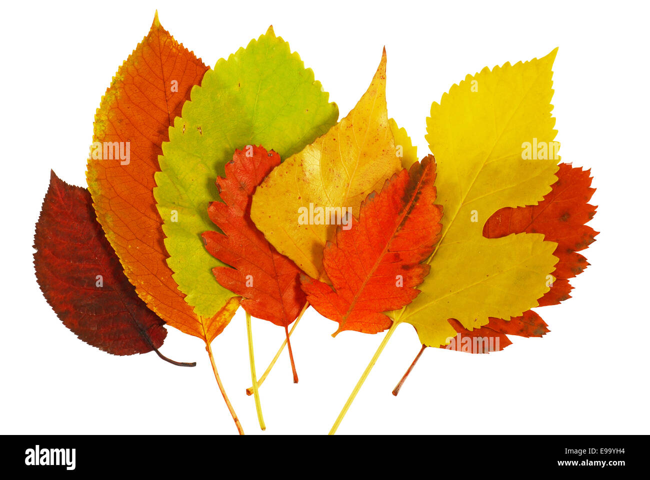 Autumn leaves various colors Cut Out Stock Images & Pictures - Alamy