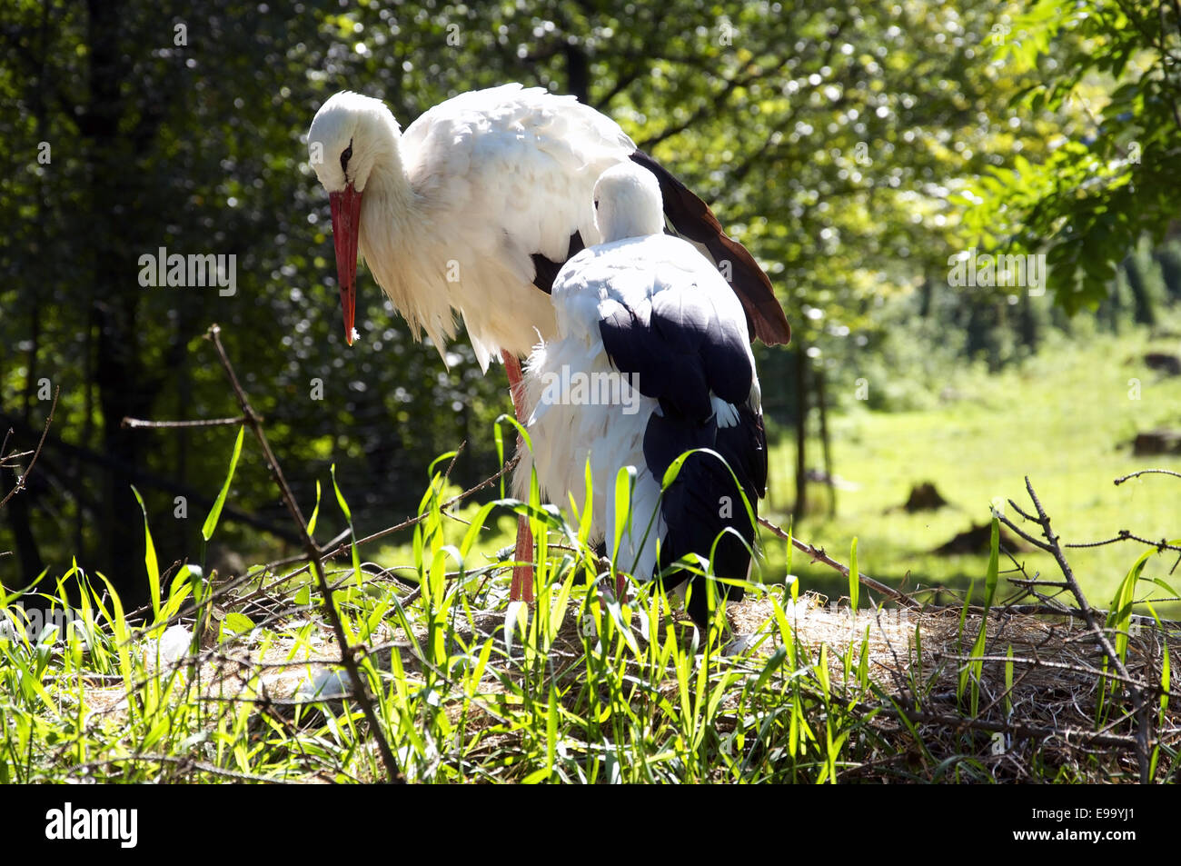 Two Storks Stock Photos & Two Storks Stock Images - Alamy