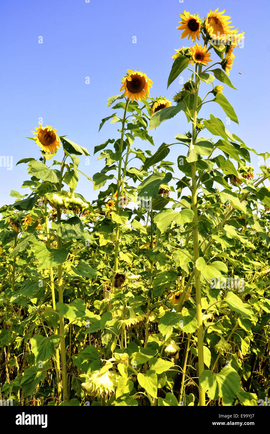 Large Sunflowers High Resolution Stock Photography and Images - Alamy