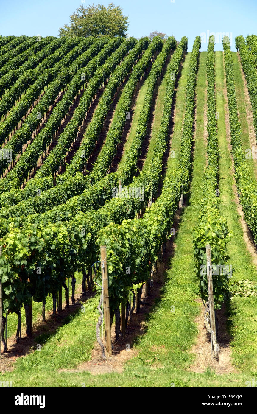 Vineyard on a hill Stock Photo - Alamy
