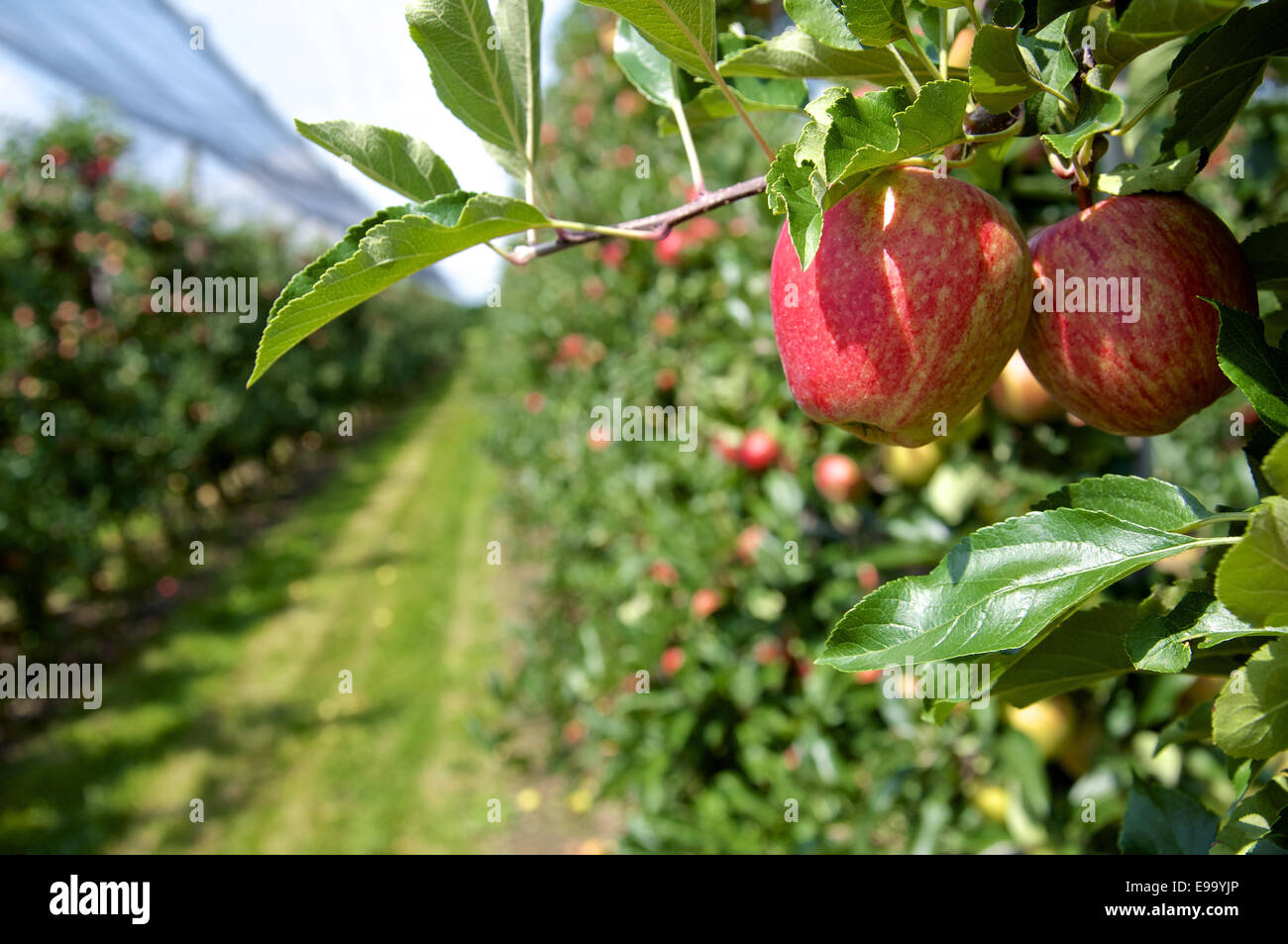 Ripe Apples in a Plantation Stock Photo - Alamy