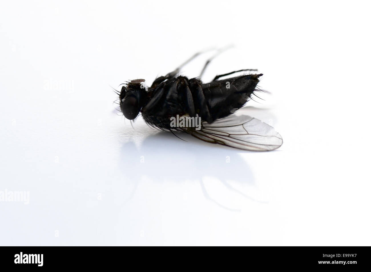 Dead detail Cut Out Stock Images & Pictures - Alamy