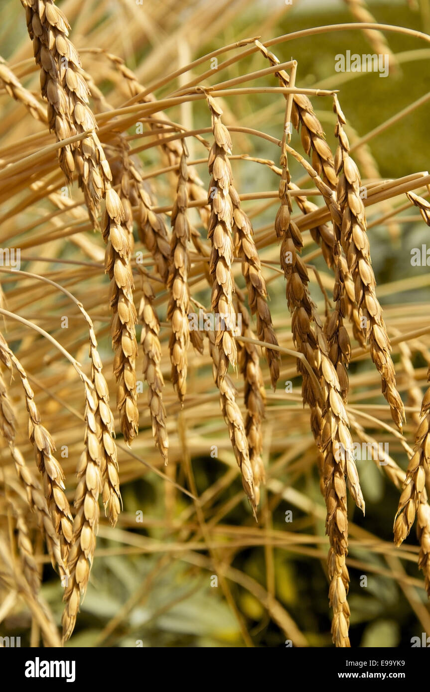 Spelt crop hi-res stock photography and images - Alamy