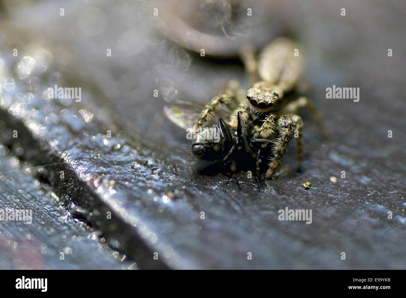 Wolf Spider with Fly Stock Photo - Alamy