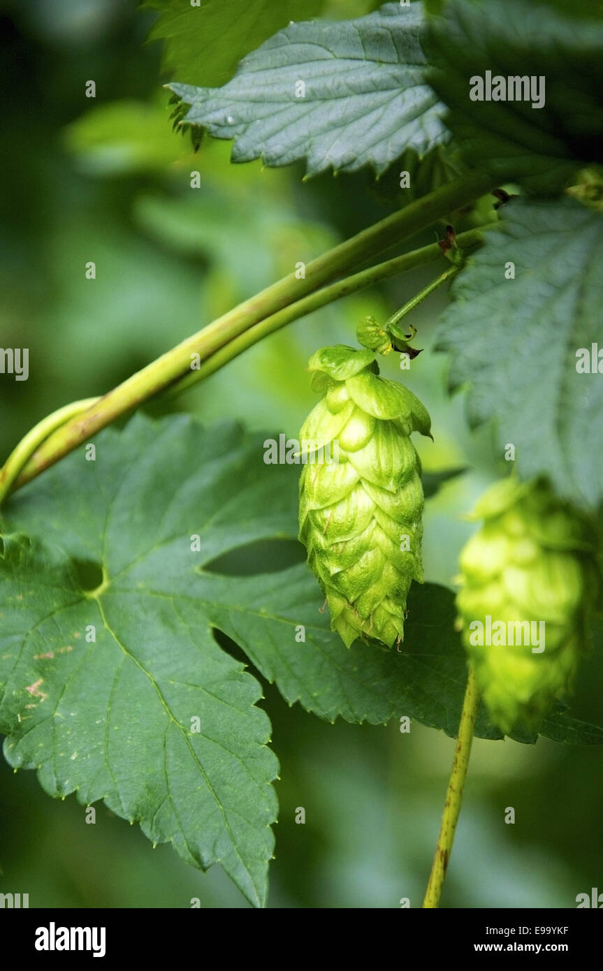 Hops hi-res stock photography and images - Alamy