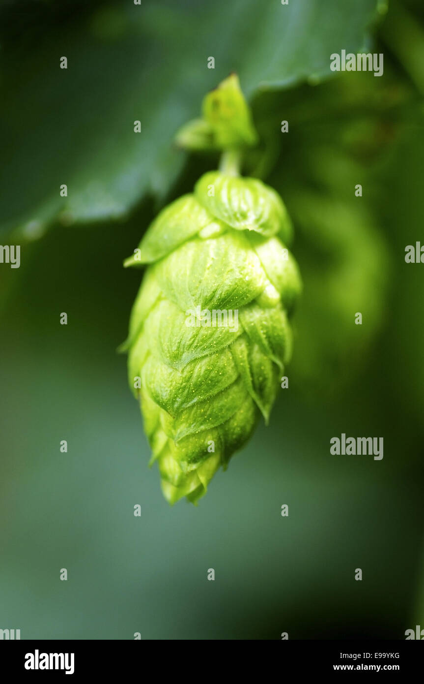 Hops blossom hi-res stock photography and images - Alamy