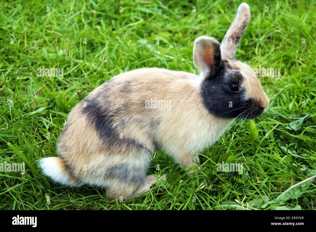 Cute bunny hi-res stock photography and images - Alamy