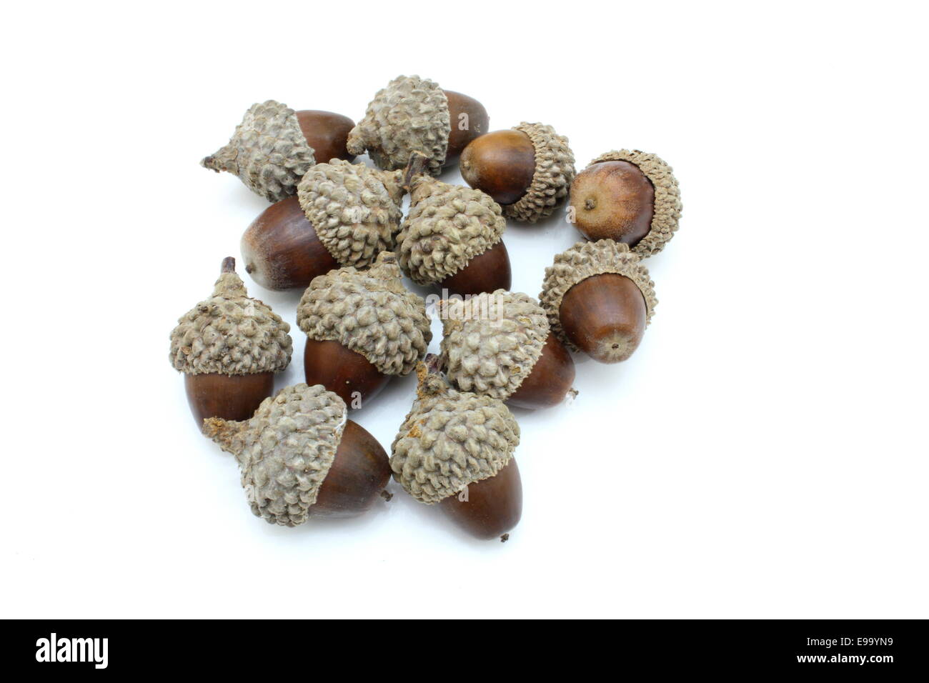 Three acorns hi-res stock photography and images - Alamy