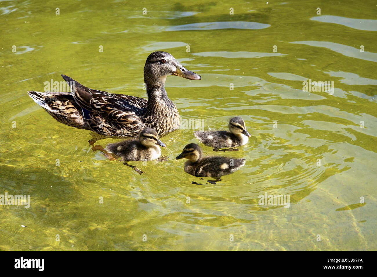 Mother duck with ducklings hi-res stock photography and images - Alamy