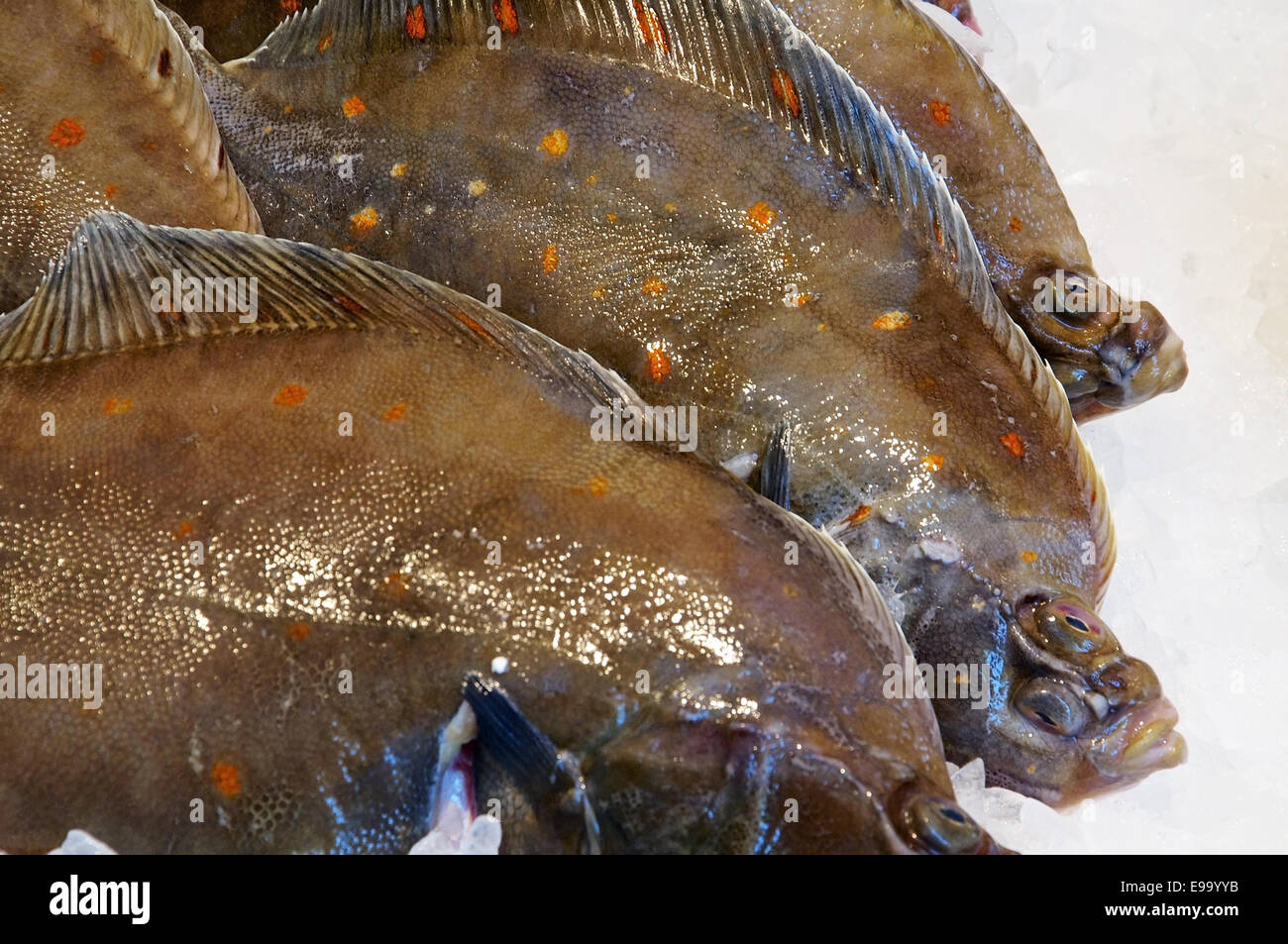 Platfish hi-res stock photography and images - Alamy