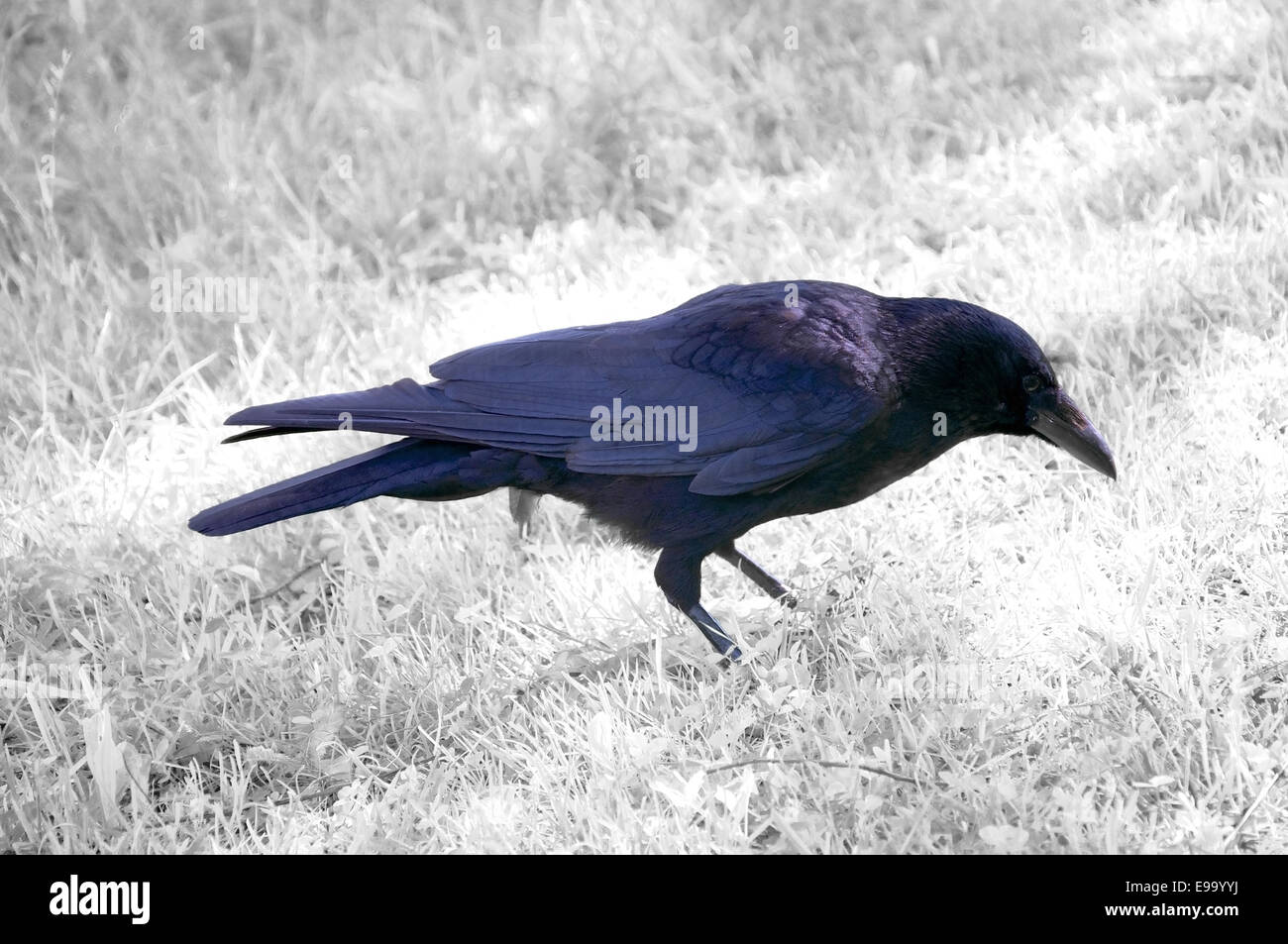 Raven in art hi-res stock photography and images - Alamy