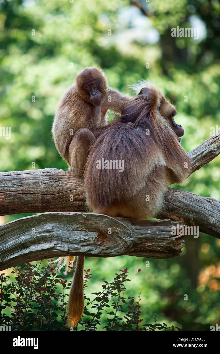 Two monkeys hi-res stock photography and images - Alamy