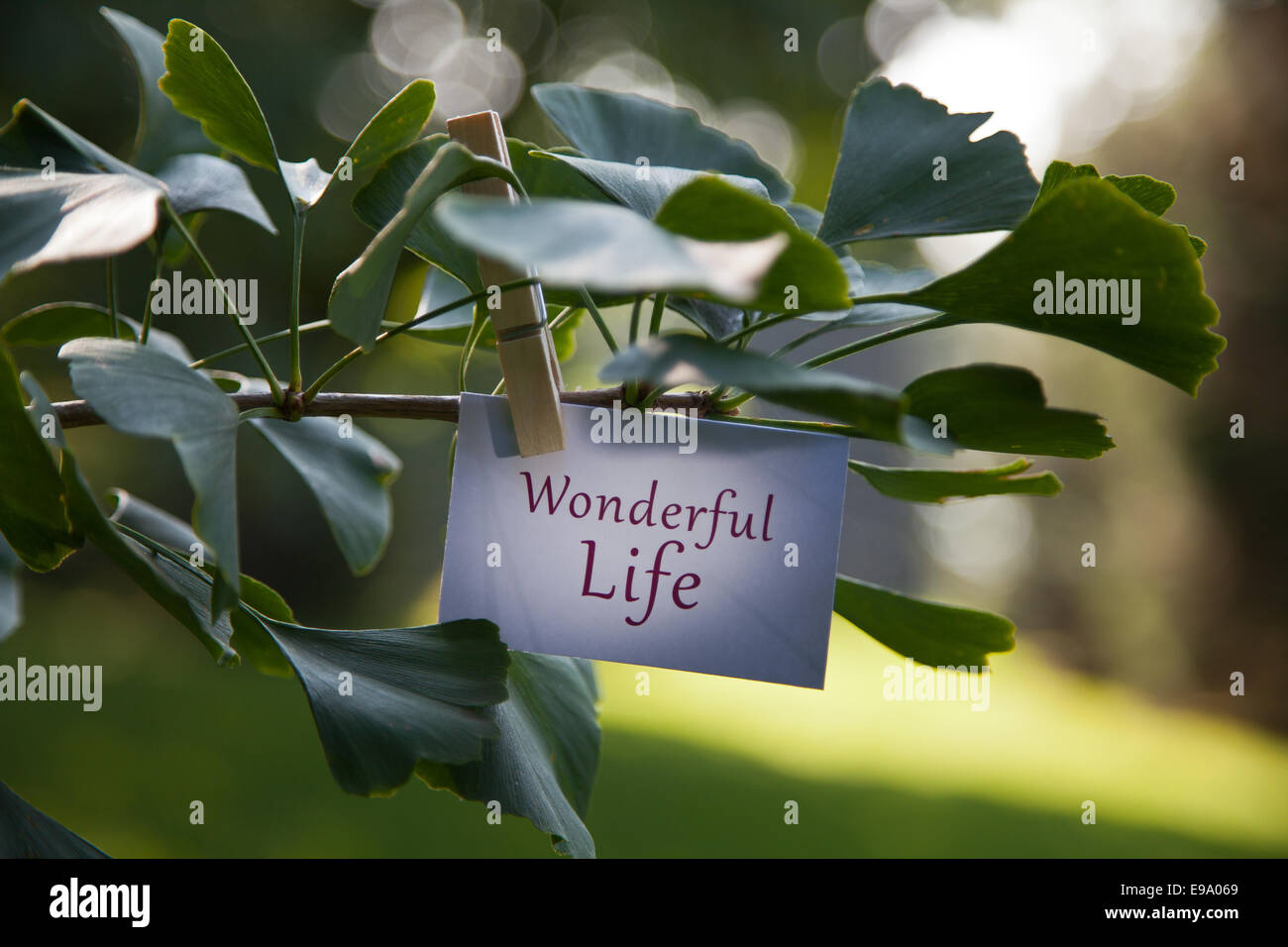 Text „Wonderful Life in a ginkgo tree Stock Photo - Alamy