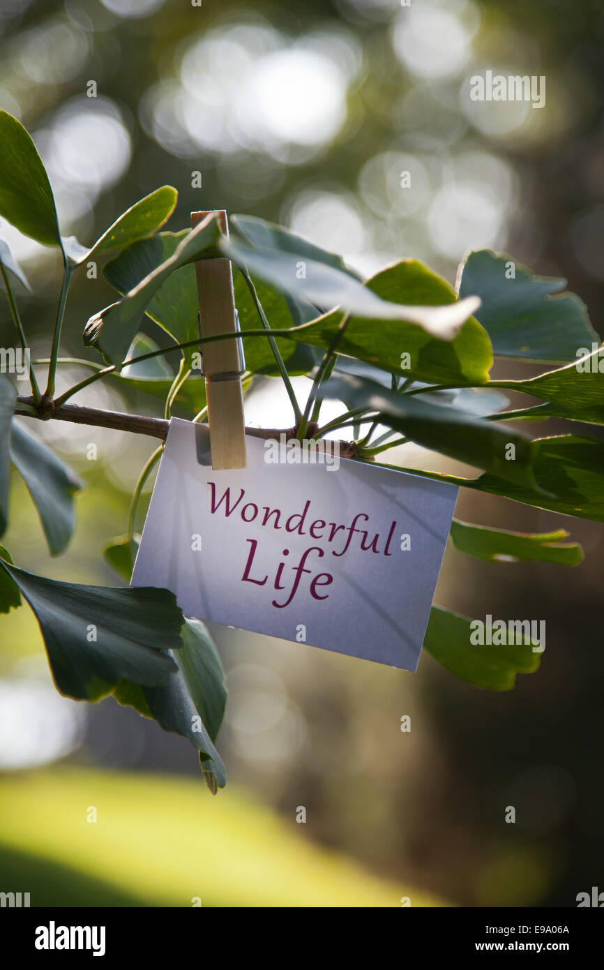 Text „Wonderful Life in a ginkgo tree Stock Photo - Alamy