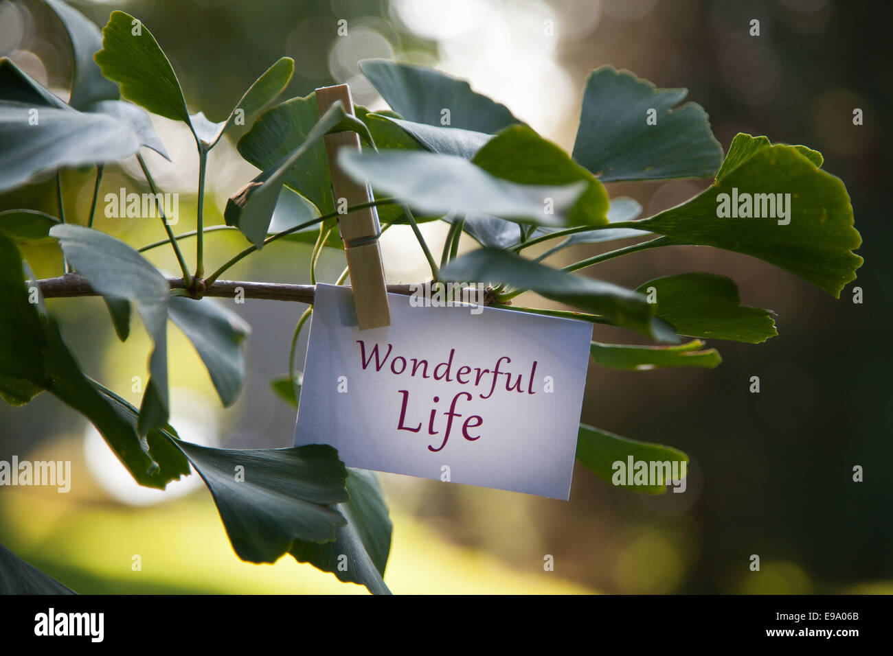 Text „Wonderful Life in a ginkgo tree Stock Photo - Alamy