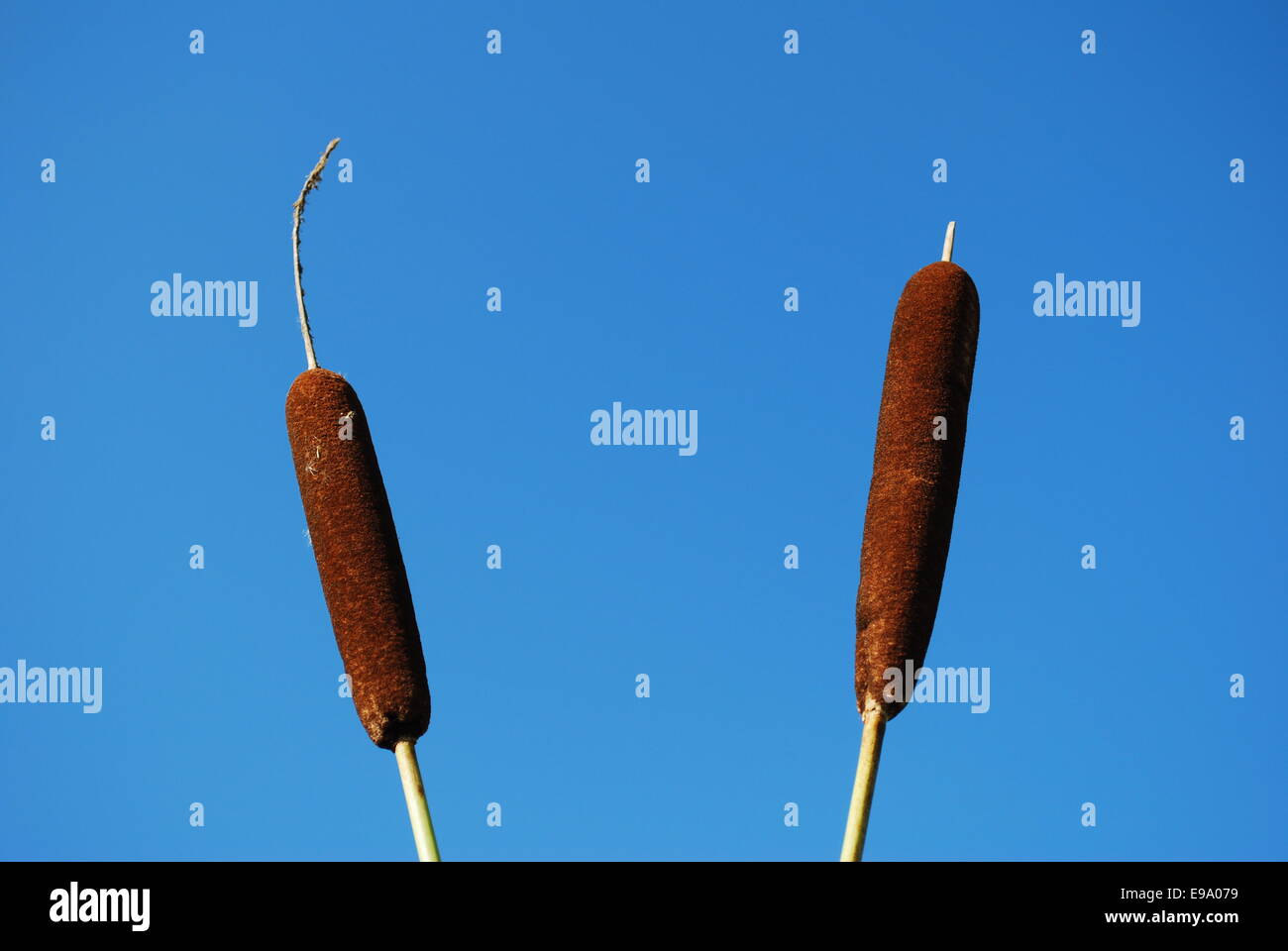 Reed mace typha hi-res stock photography and images - Alamy