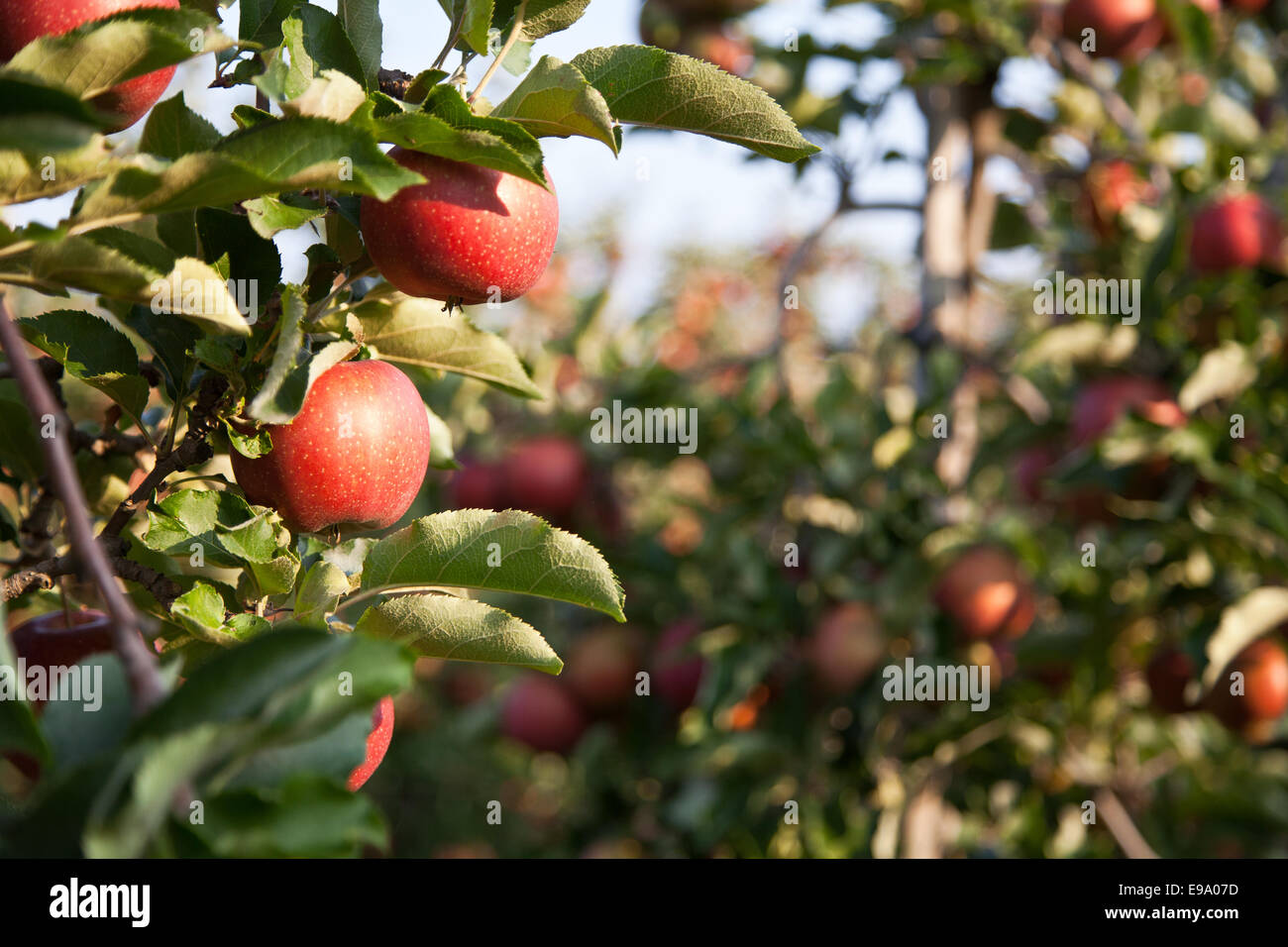 Red mature healthy apples Stock Photo - Alamy