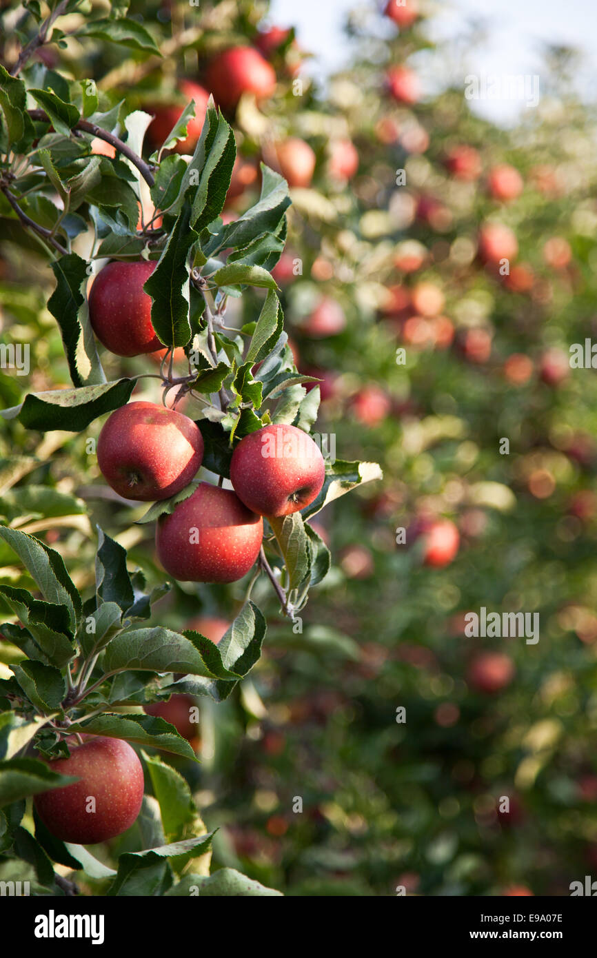 Red mature healthy apples Stock Photo - Alamy