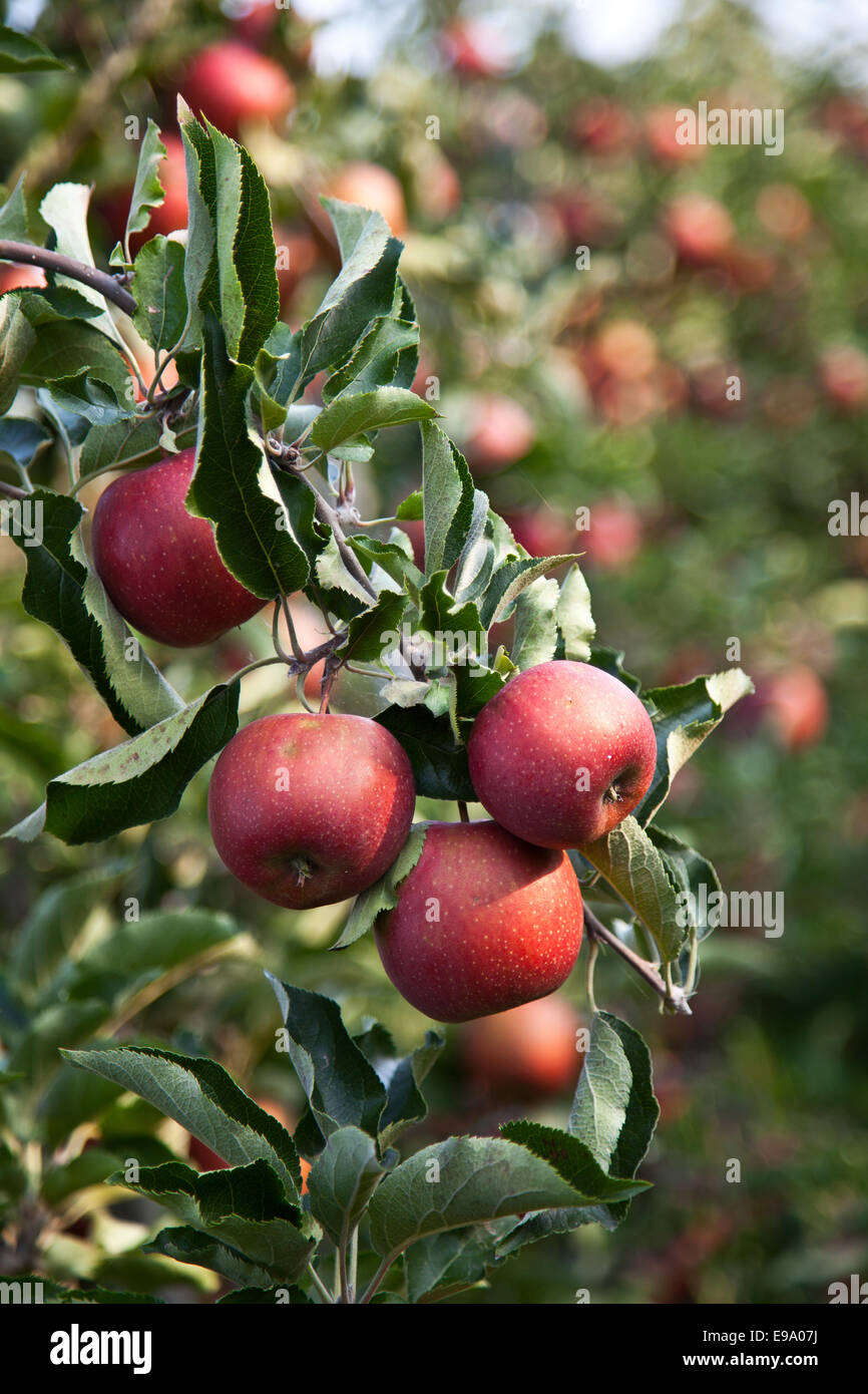 Red mature healthy apples Stock Photo - Alamy