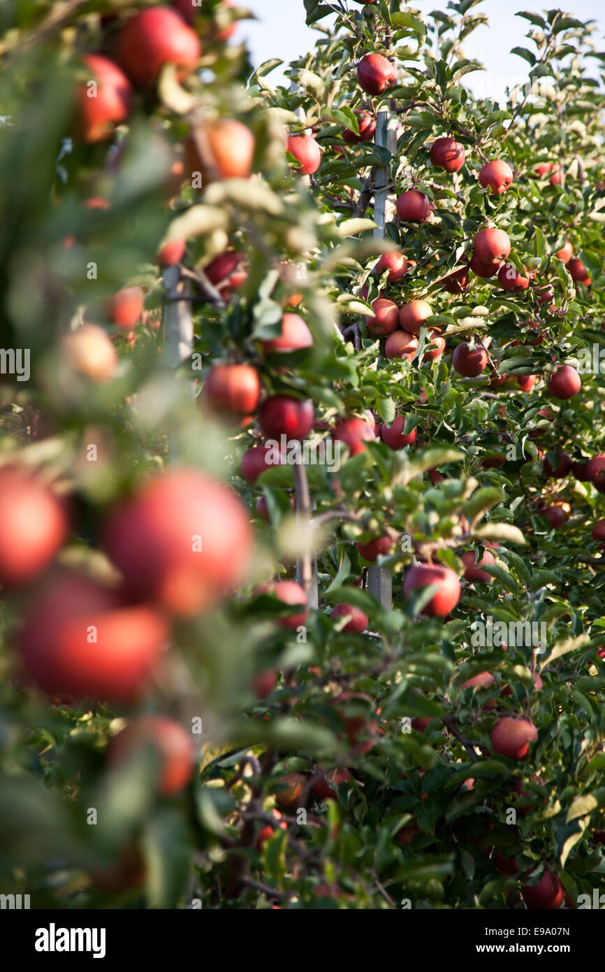 Red mature healthy apples Stock Photo - Alamy