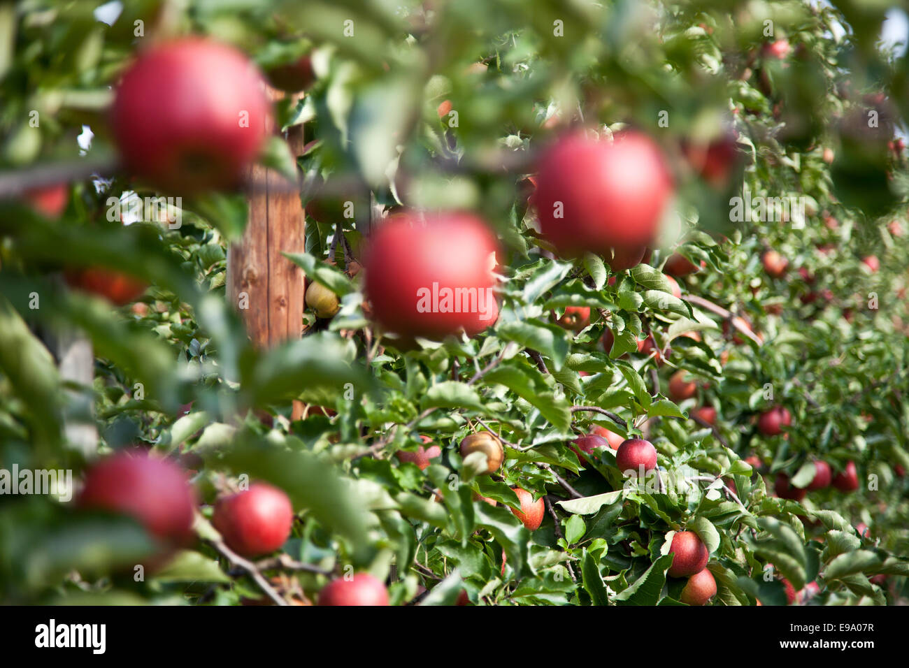Red mature healthy apples Stock Photo - Alamy