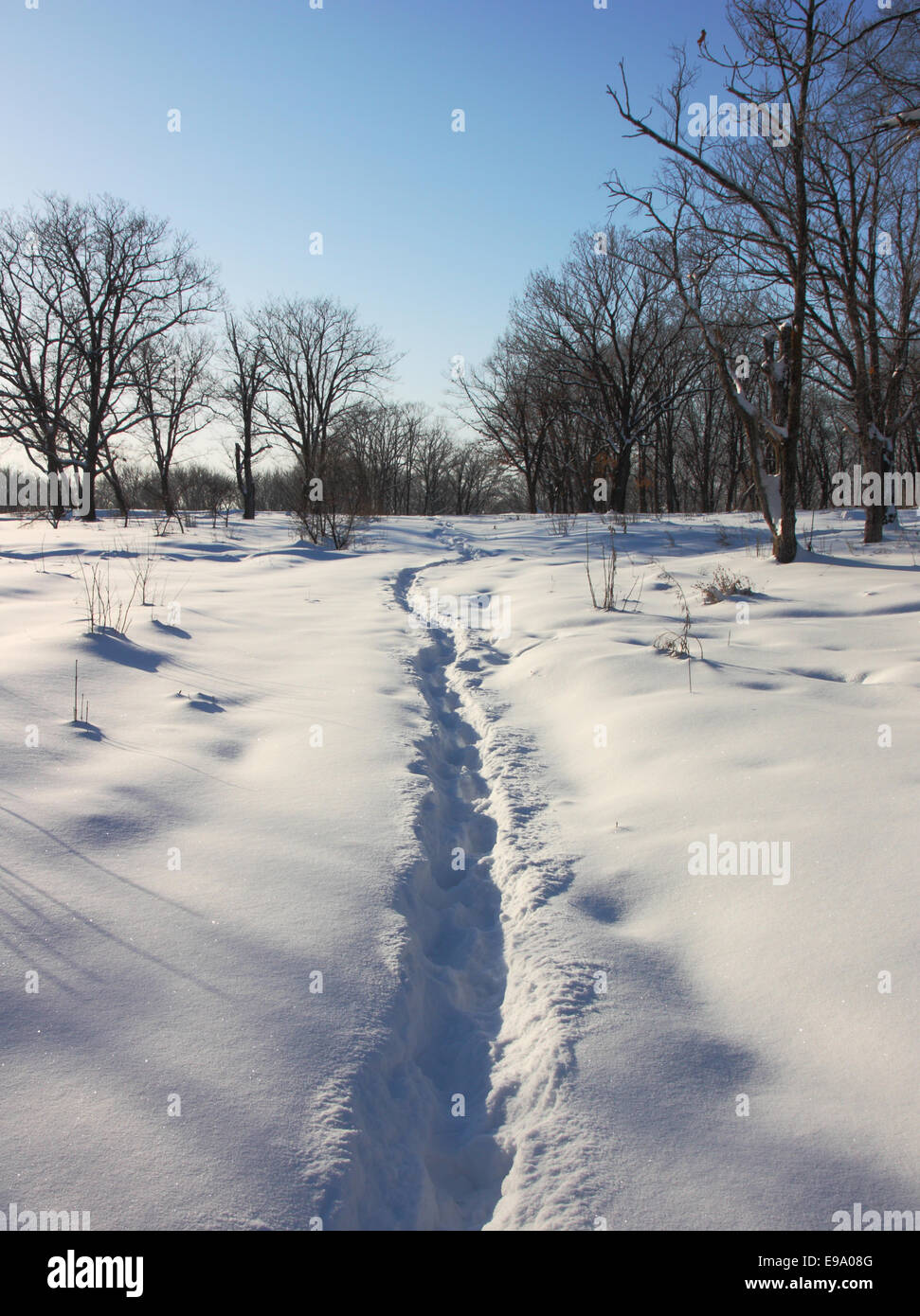 Path through winter woods Stock Photo - Alamy