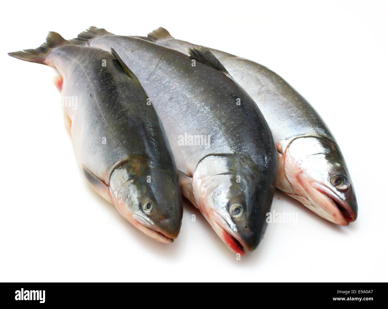 Food three fresh fish Cut Out Stock Images & Pictures - Alamy