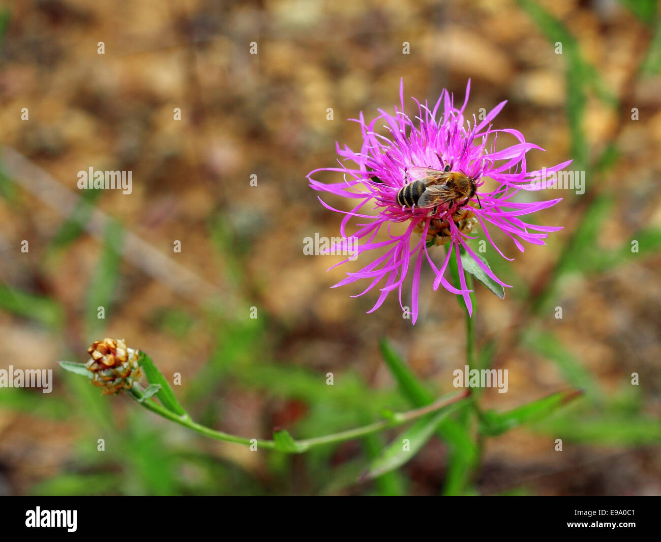 working bee and flower Stock Photo - Alamy