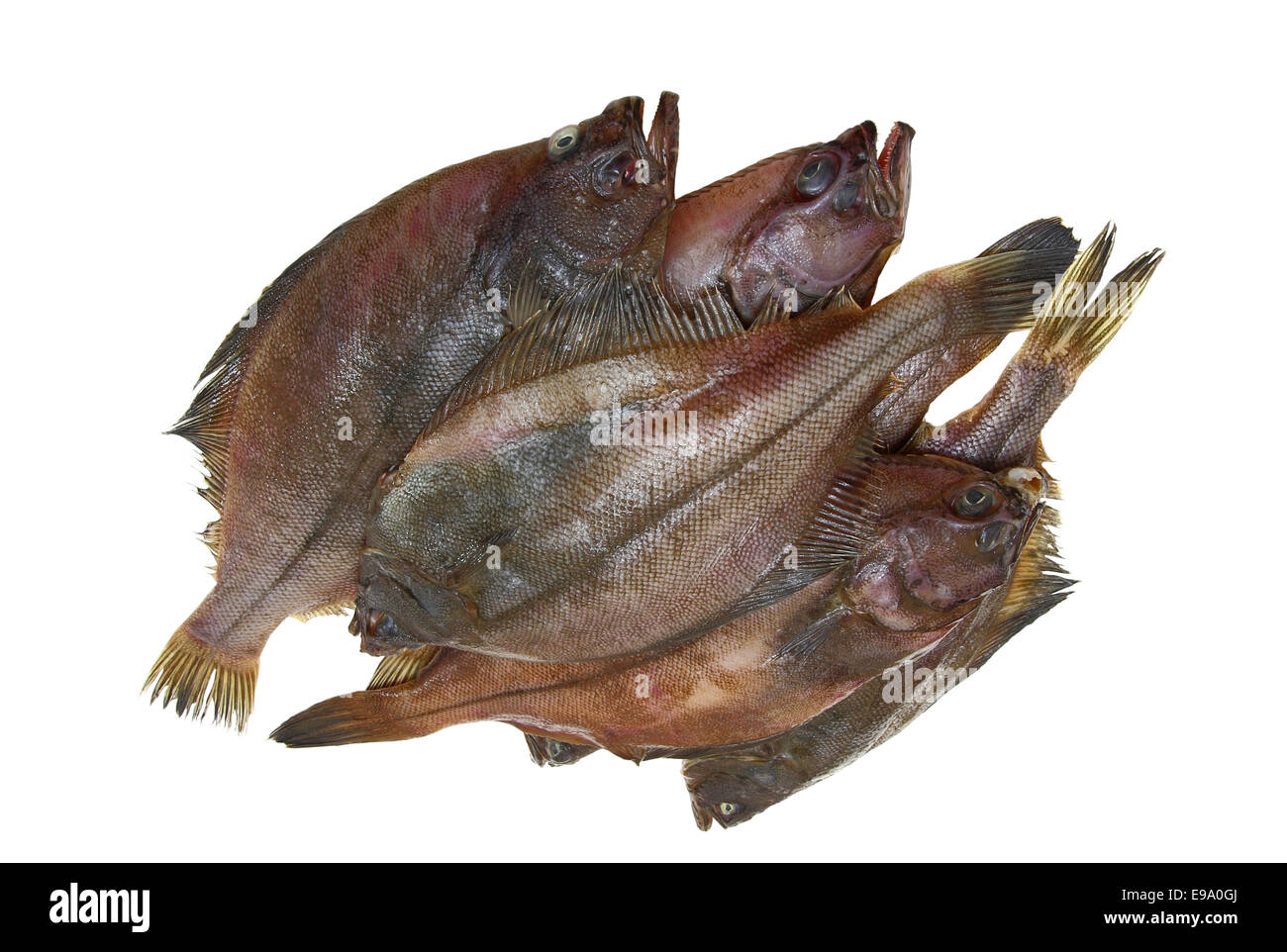 Flat fishes hi-res stock photography and images - Alamy