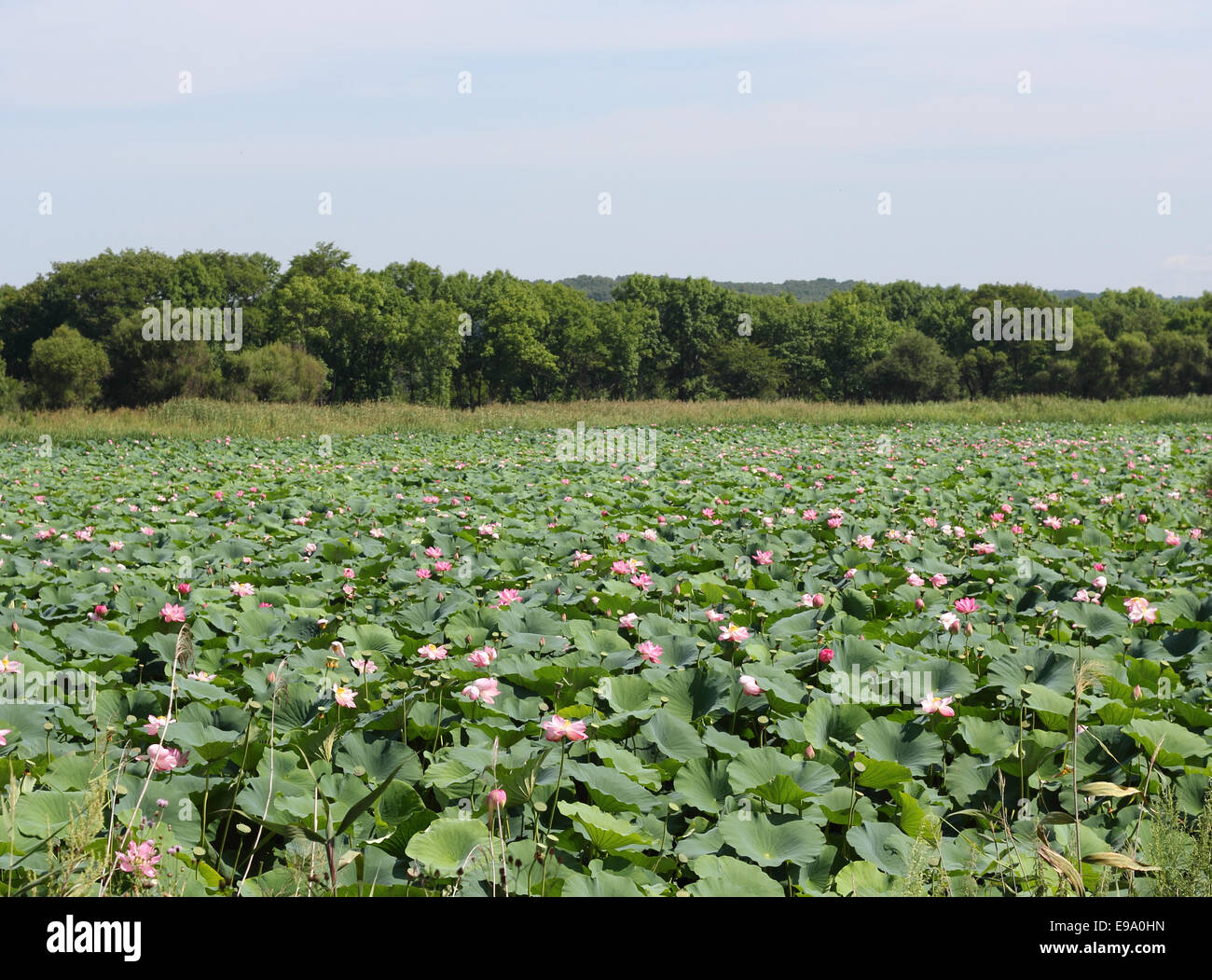 Lotus nelumbo symbol purity hi-res stock photography and images - Alamy