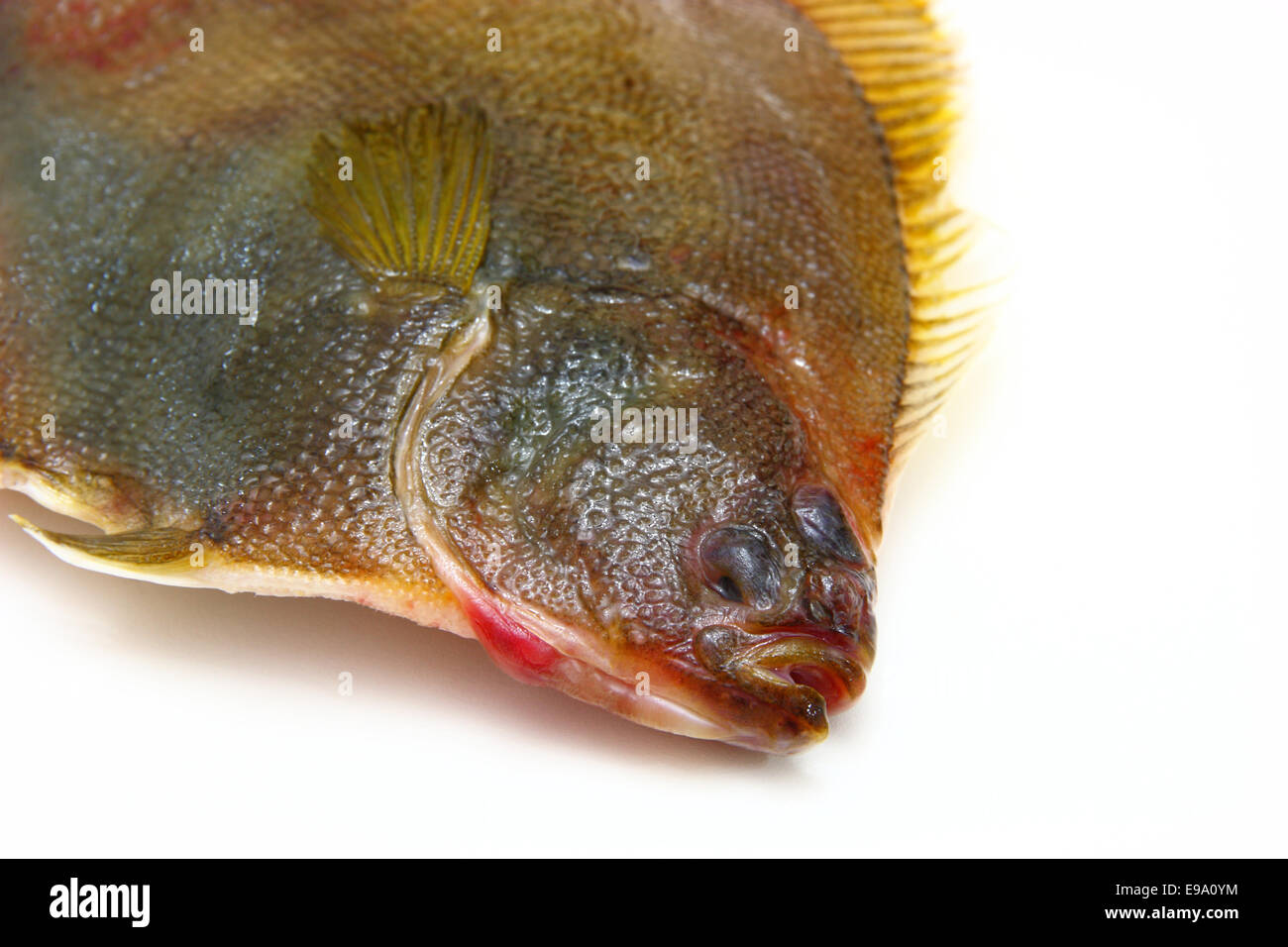 Fresh fishes flounder on white background Stock Photo - Alamy