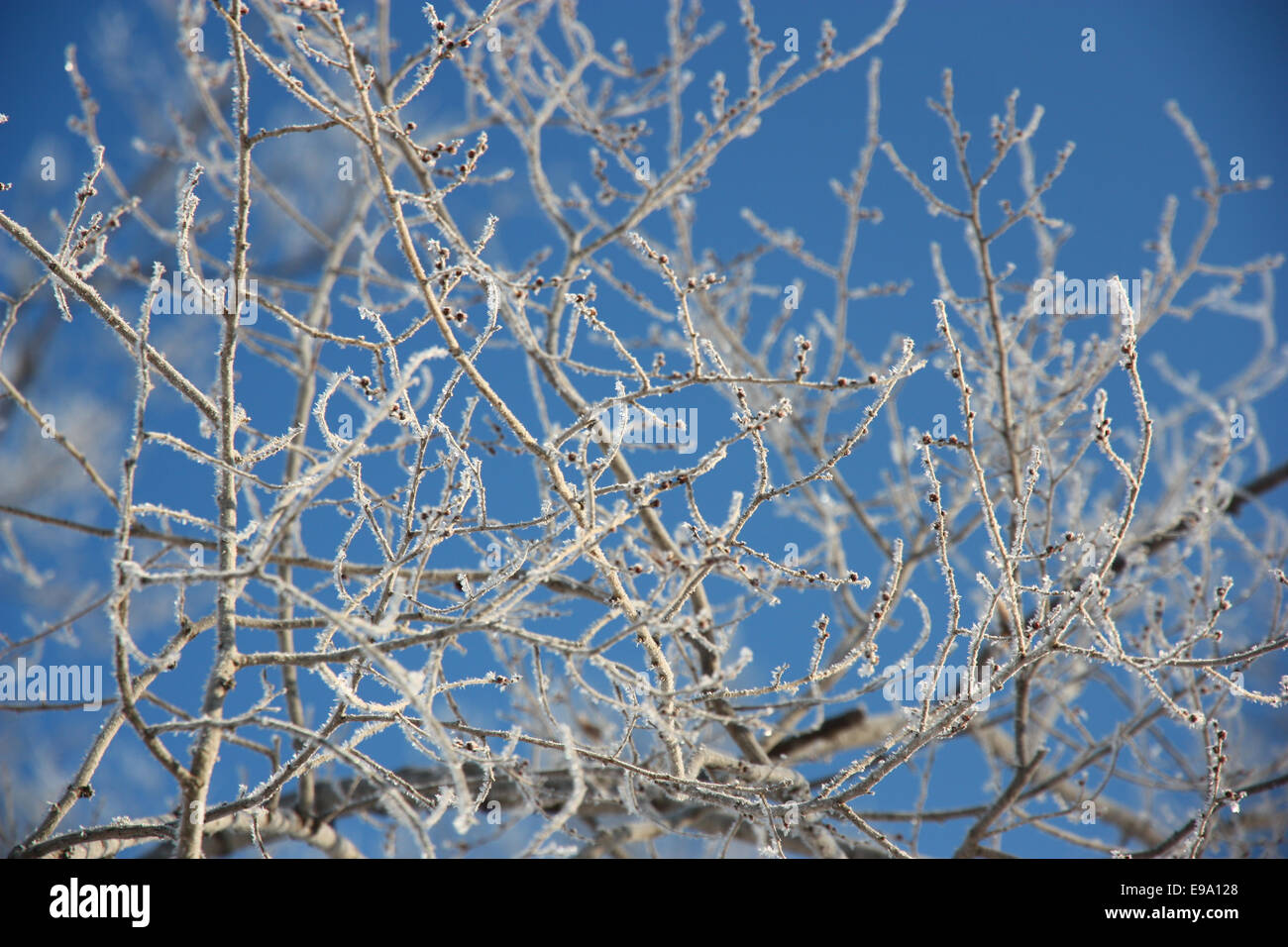 Hoarfrost tree hi-res stock photography and images - Alamy