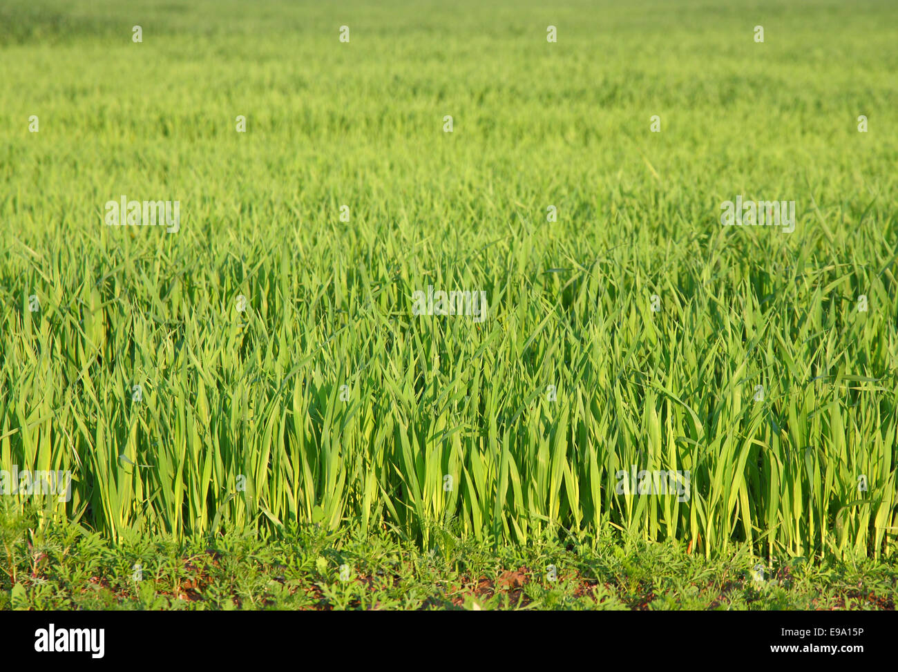 Straight grass hi-res stock photography and images - Alamy