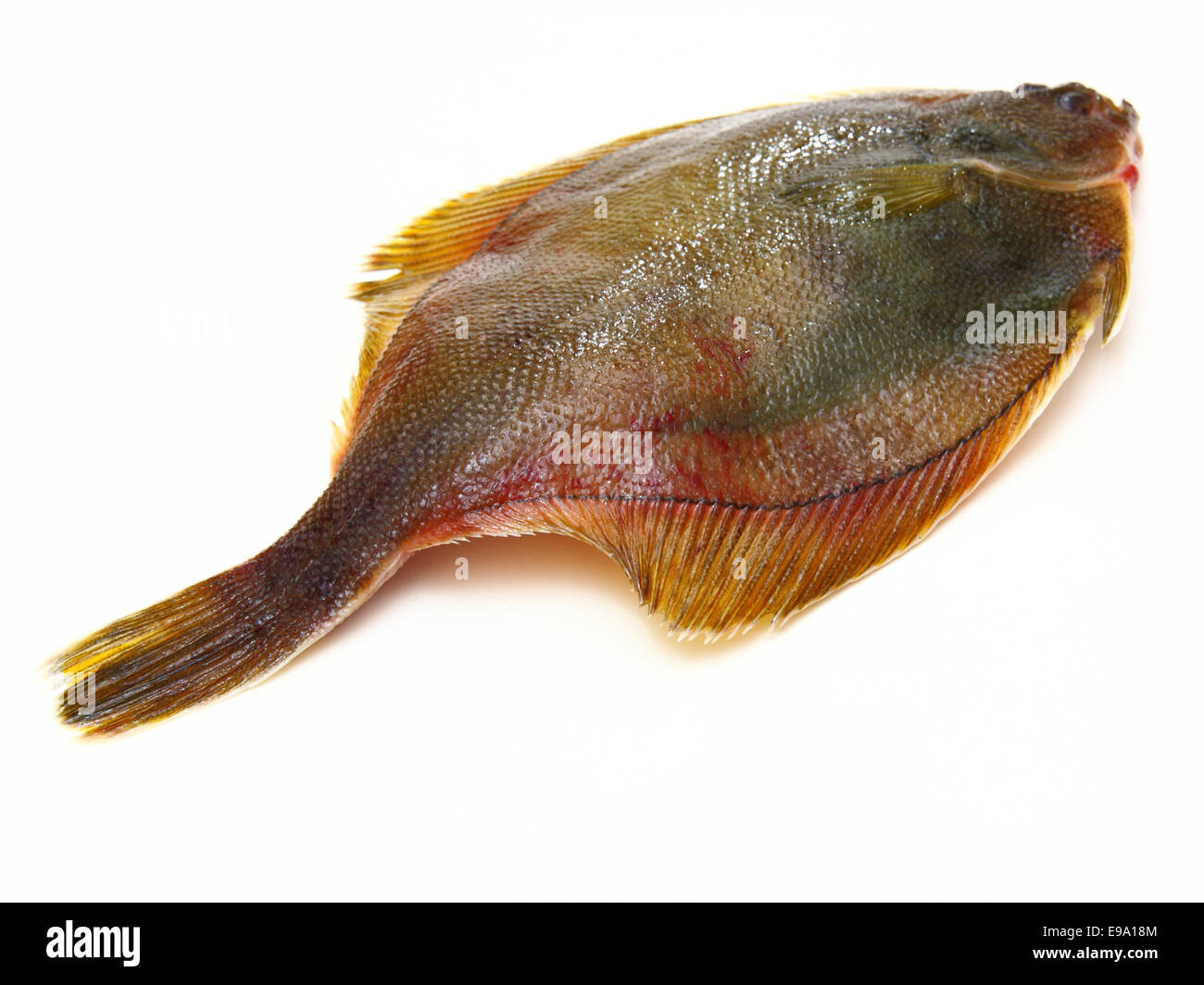 Raw fresh whole flounder Cut Out Stock Images & Pictures - Alamy