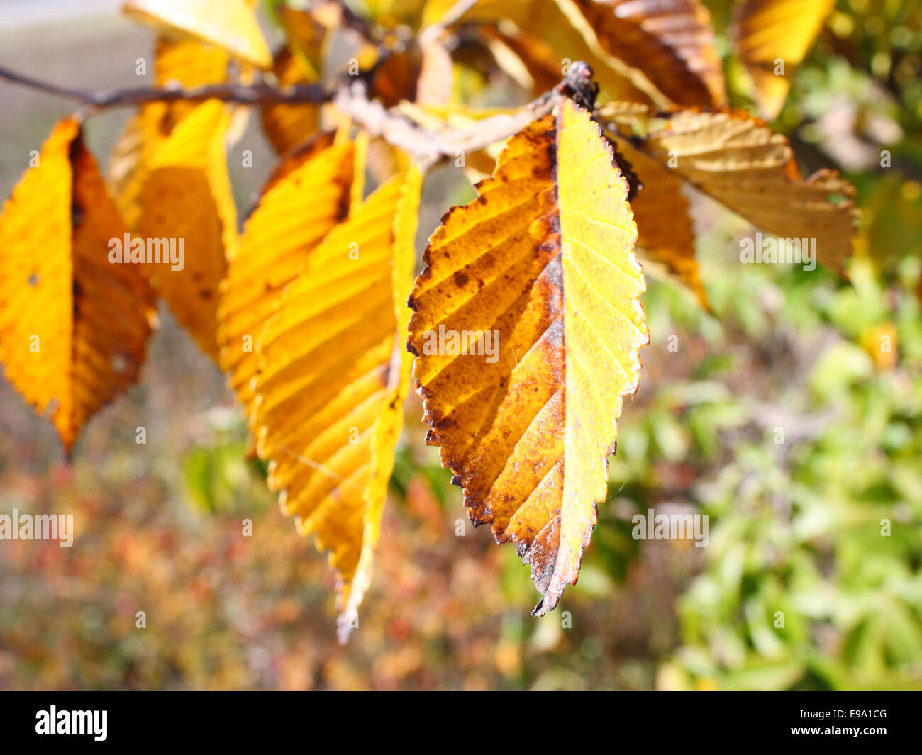 Beautiful autumn time Stock Photo - Alamy