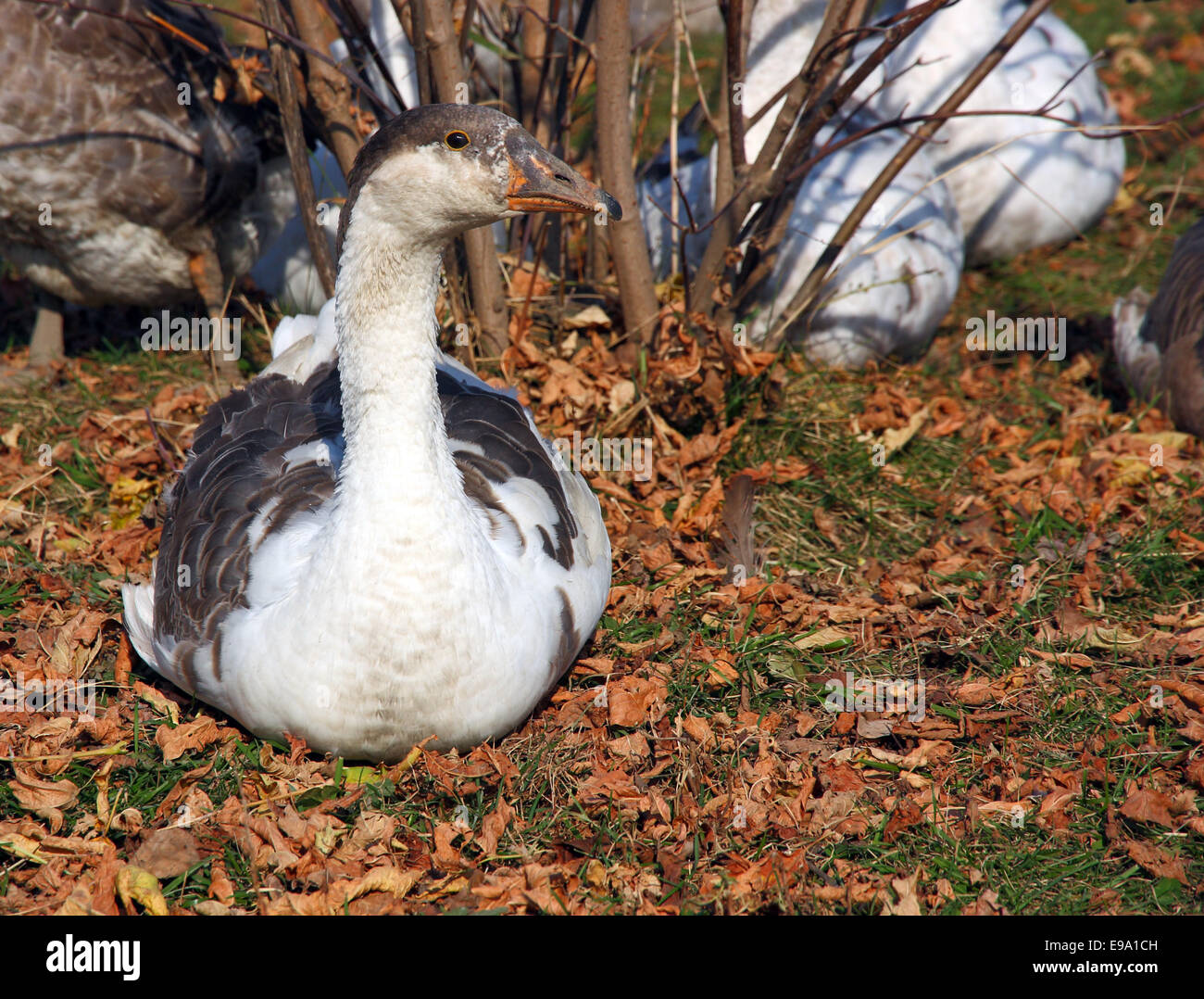 Sitting goose hi-res stock photography and images - Alamy