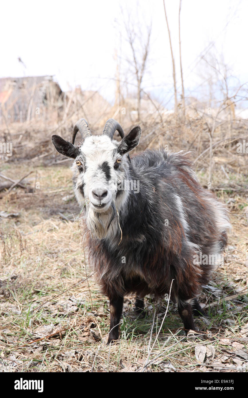 Goat backgrounds hi-res stock photography and images - Alamy