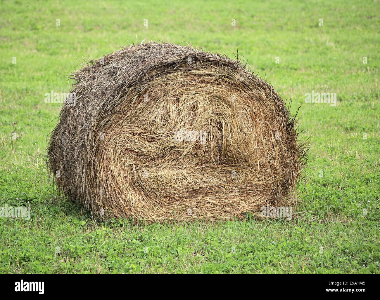 Haystack on the field Stock Photo - Alamy