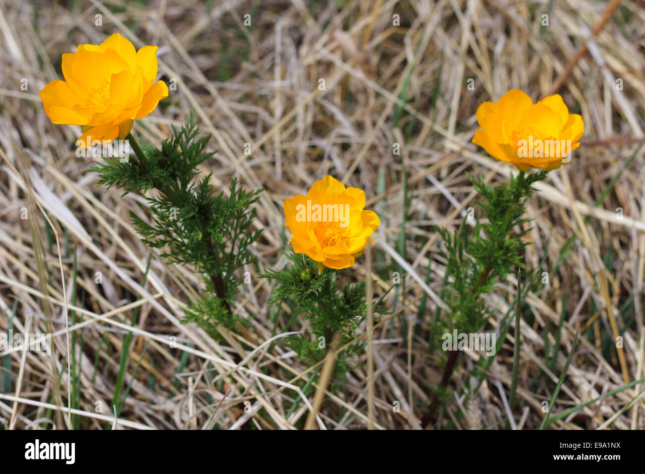 Flowe hi-res stock photography and images - Alamy