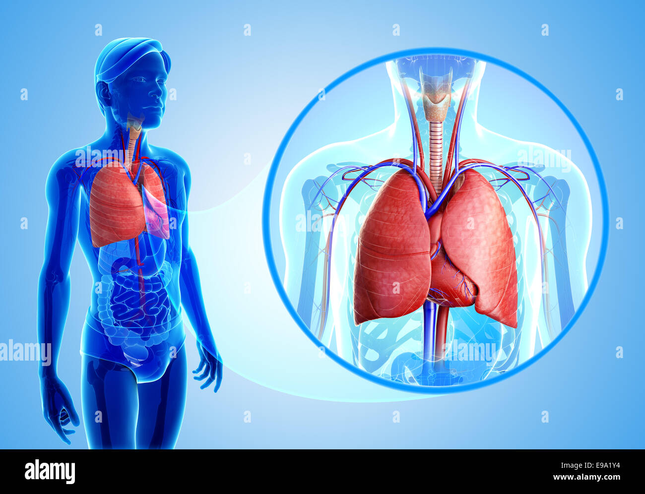 Illustration of human lungs anatomy Stock Photo - Alamy