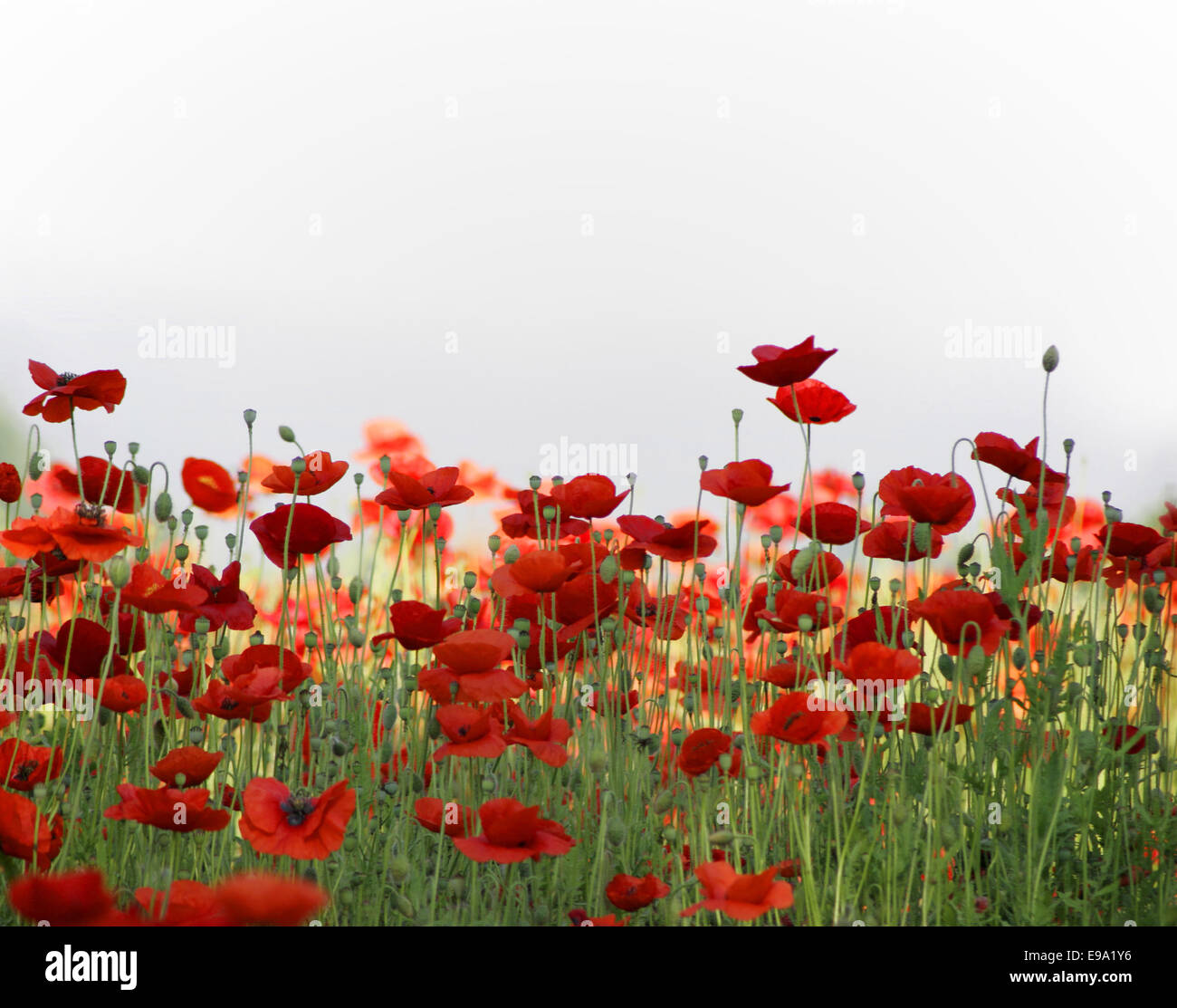 Poppies on summer meadow hi-res stock photography and images - Alamy